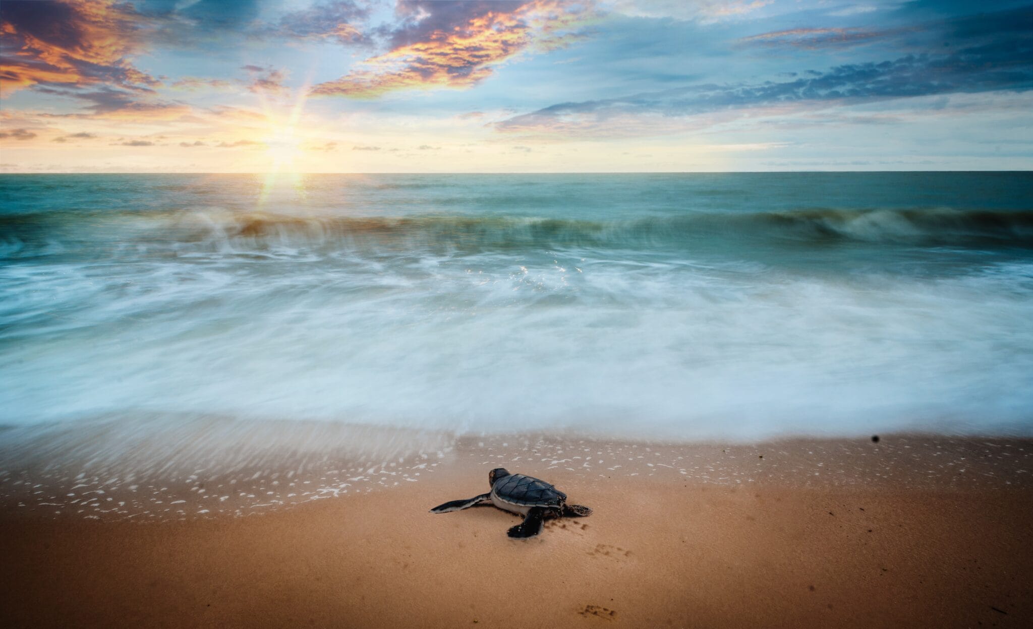 Turtle Friendly - Kirlin Lighting